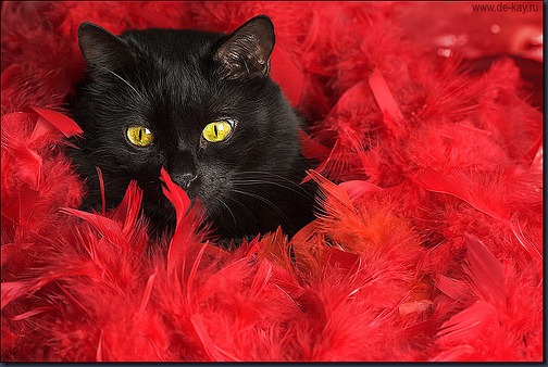 Kitty Stampede: Glamour Kitties